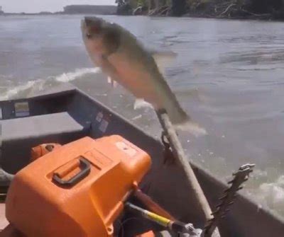 Fish Jumping Into Boat
