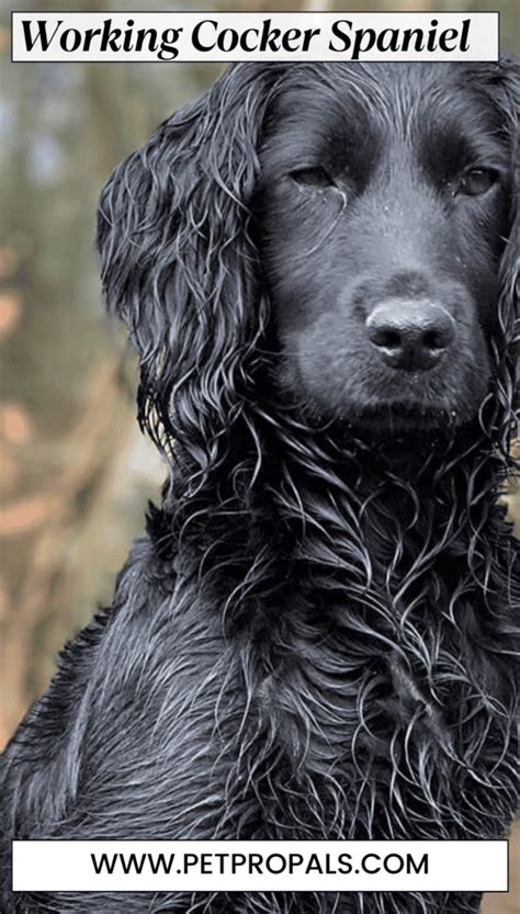 Show Vs Working Cocker Spaniel 15 Key Differences In 2025