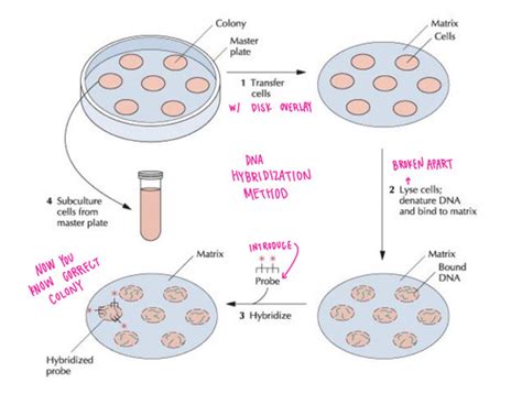 Genetic Engineering Exam 2 Flashcards Quizlet