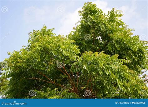 Neem Plan Tree In Gardenagriculture Aristha Ayurvedic Azadirachta