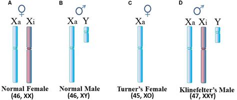 Frontiers Epigenetics And Autoimmune Diseases The X Chromosome