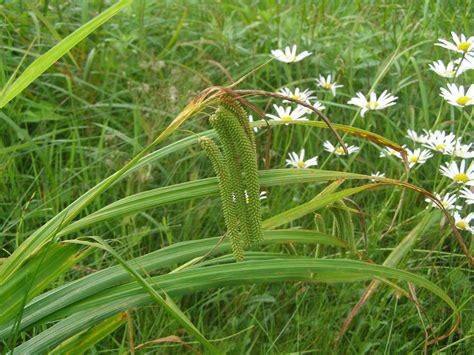 カヤツリグサ科 スゲ属 まだまだ高山の住人 日本に生きる野草たちとanother sky