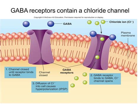 What Does The Neurotransmitter Gaba Do Physiology Gaba Statpearls