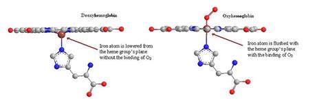 Diagram Of Oxyhemoglobin Vs Deoxyhemoglobin