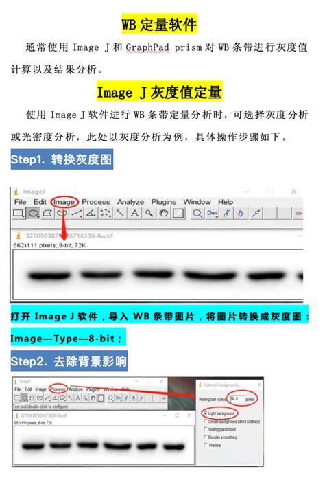 实验技巧｜wb定量方法—灰度值计算及分析！ 知乎