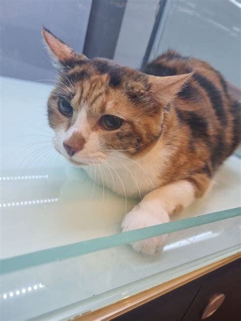 코리안숏헤어 초롱이 포메라니안성격 말티즈성격 말티푸성격 푸들성격 먼치킨성격 랙돌성격 브리티쉬숏헤어성격 스코티쉬폴드성격 러시안블루성격 강아지성격 고양이성격 털안빠지는비숑프리제