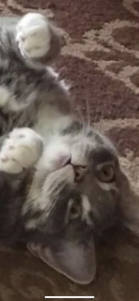 Someone Plz Turn My Friends Cat Into A Meme Rmemes