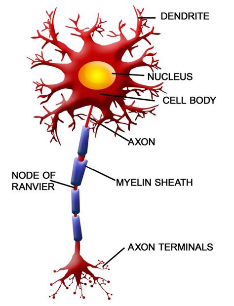 What Are Dendrites With Pictures