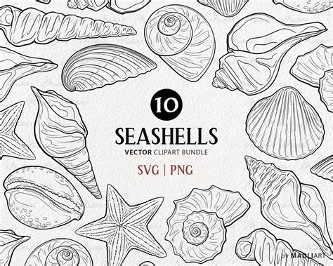 Seashells Clipart Black And White