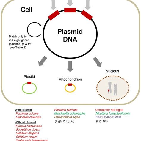 Phylogeny Of Red Algae Showing The Distribution Of Plasmid Derived Dna
