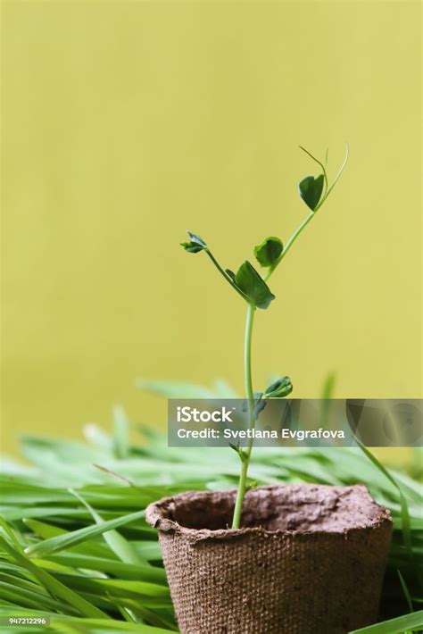 올리브 그린의 에코친화적인 봄 정원 수직 배경 이 탄 냄비에 신선한 잔디에 성장 젊은 완두콩 새싹 0명에 대한 스톡 사진 및 기타 이미지 Istock
