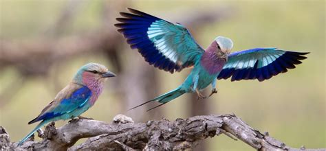 25 Common Birds Found In Botswana 2023 Bird Watching Hq