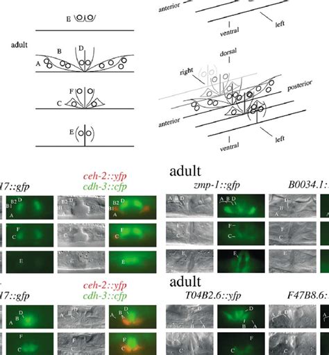 Gfp Reporter Expression A A Schematic Diagram Of Cell Positions In Download Scientific