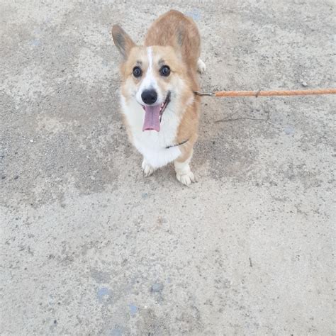 전남 나주시에서 웰시 코기 카디건 발견 보호