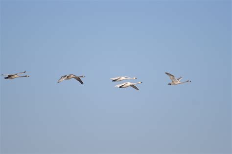 Igoterra Learn About Wild Thyme Thymus Polytrichus