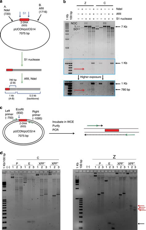 Ercc1 Xpf Cleaves Near The Z Dna Forming Region A S1 Nuclease Assay