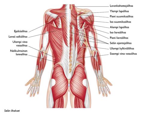 Selkäpuolen Lihakset Suomeksi Physical Education Education Biology