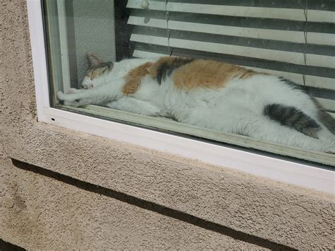 Our Sammy Sunbathing During Quarantine Scrolller