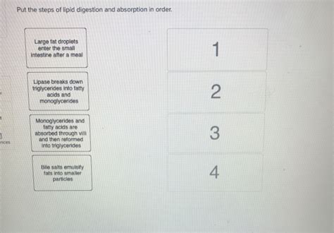 Solved Put The Steps Of Lipid Digestion And Absorption In Chegg