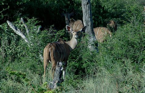 Bwabwata National Park Travel Guide Map And More