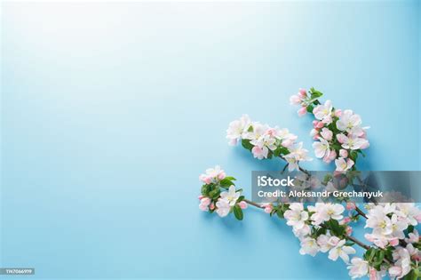 인사말 메시지에 대 한 공간을 가진 파란색 배경에 벚꽃 봄 사쿠라 봄과 어머니의 날의 개념 봄의 아름 다운 섬세 한 핑크 체리 꽃 0명에 대한 스톡 사진 및 기타 이미지