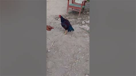 Birds Assel Rooster Unfrezzmyaccount Youtubeshorts Youtube