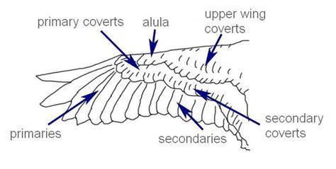 Bird Wing Anatomy