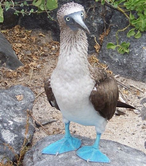 Blue Footed Booby Blue Footed Booby Booby Bird Blue Footed