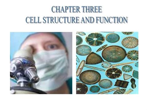 PPT CHAPTER THREE CELL STRUCTURE AND FUNCTION PowerPoint Presentation ID