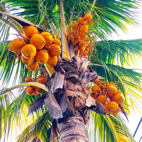 Download Getaway To Paradise And Enjoy The View Of A Coconut Tree