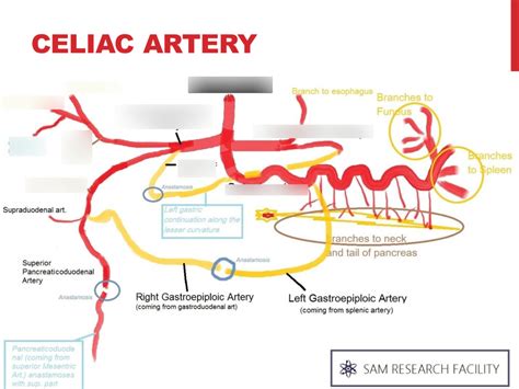 Celiac Artery Vasculature Diagram Quizlet