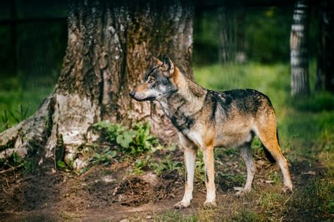 Premium Photo Outdoor Wolf Portrait Wild Carnivore Predator At