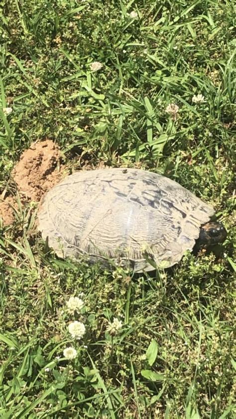 Turtle Identification Needed R Turtle