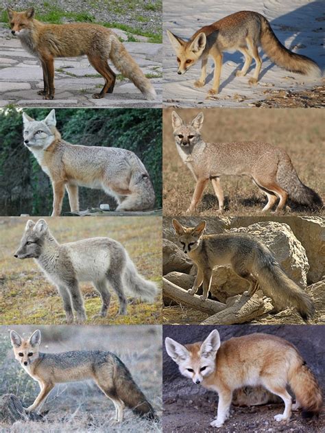 Vulpes Wikipedia