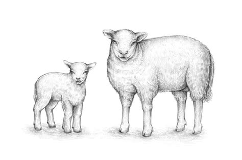 How To Draw A Sheep