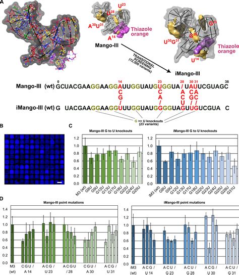 Dna Rna Microarrays For 10 Lab Groups Answer Dna Microarray Definition Principle Procedure