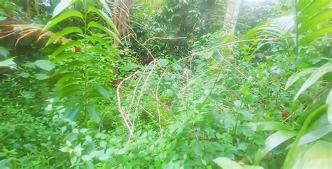 Jungle Fun Sex Hot Village Desi Girl Feat Tharuminiofficial By Faphouse Xhamster Jungle Fun Sex Hot Village Desi Girl Feat Tharuminiofficial By Faphouse Xhamster