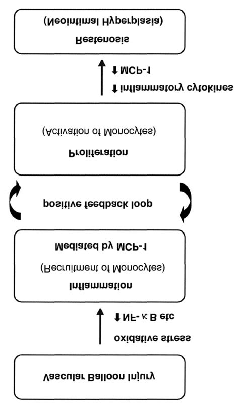Schematic Diagram Of Our Hypothesis Regarding The Role Of MCP 1 Pathway Download Scientific