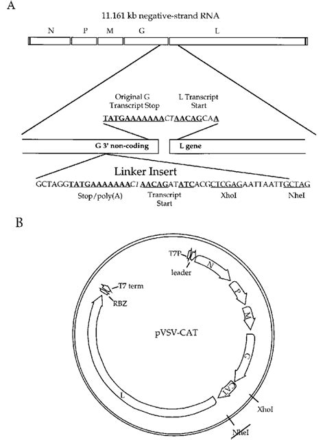 Construction Of Vsv Cat A Vsv Genome Diagram And Sequence Of The