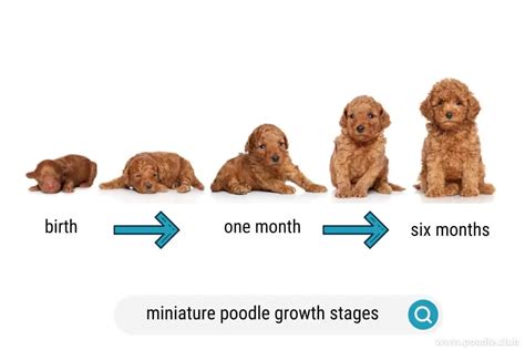Ultimate Miniature Poodle Guide With Photos Poodle Club