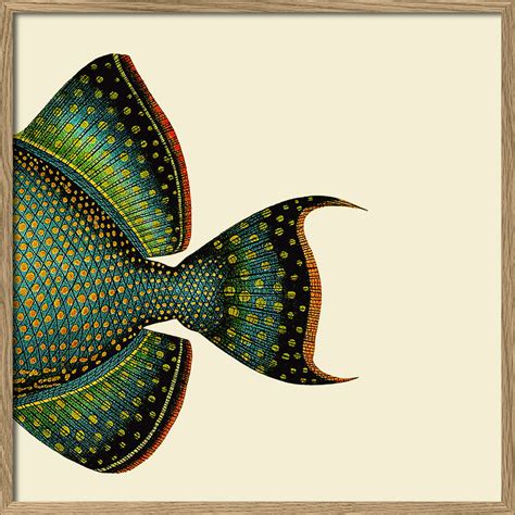 Blue Triggerfish Tail The Dybdahl Co