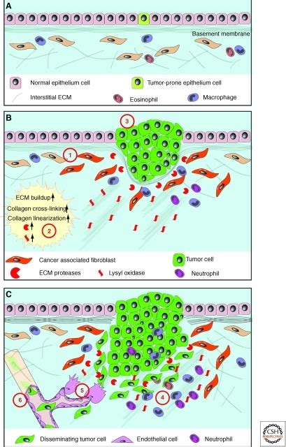 Extracellular Matrix Degradation And Remodeling In Development And