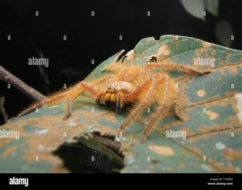 David Bowie Spider Stock Photo Alamy