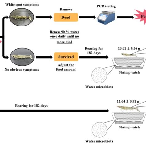 Schematic Diagram Experimental Design Download Scientific Diagram