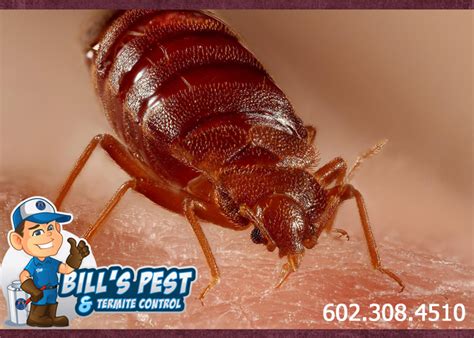 Bed Bug Pest Control Laveen Az Best Bed Bug Exterminator Bills Pest