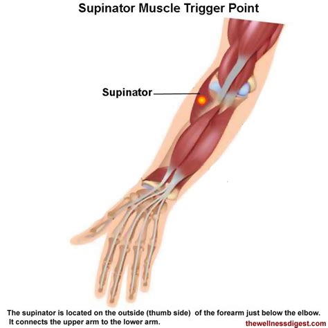 Supinator