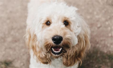 Are Cockapoos Clingy