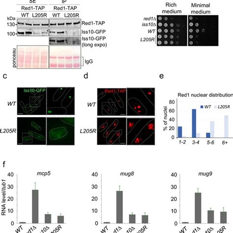 Red1l205r Mutation Affects Cell Growth Degradation Of Dsr Containing Download Scientific