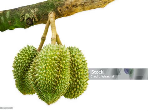두리안 나무 나무에 신선한 두리안 과일 두리안은 과일의 왕 흰색 배경에 고립 가시에 대한 스톡 사진 및 기타 이미지 가시 건강한 생활방식 건강한 식생활 Istock