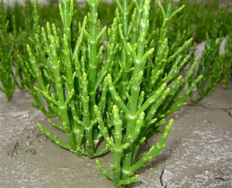 The Samphire Season Is Now Underway Order Now